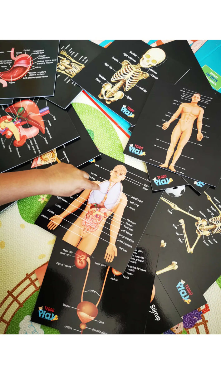 Complete Human Anatomy Science Educational Gift by Terri Play- Made in ...